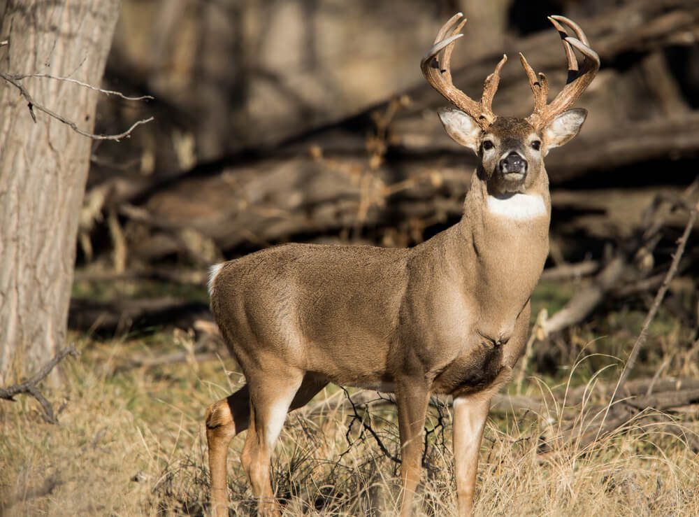 Wildlife in Oklahoma | Wildlife Viewing Spots - Beavers Bend Creative ...